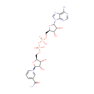 nicotinamide adenine dinucleotide, CAS No. 53-84-9 - iChemical